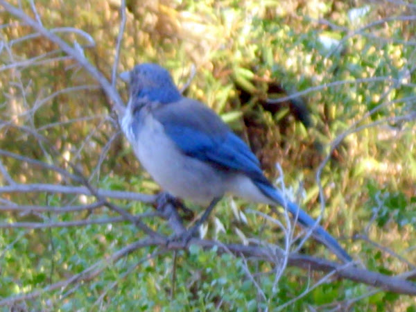 Western Scrub Jay | Project Noah