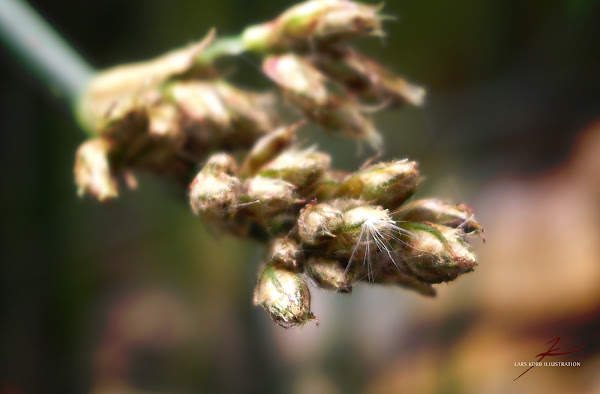 Rush, bloom | Project Noah