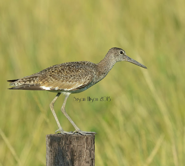 eastern willet | Project Noah