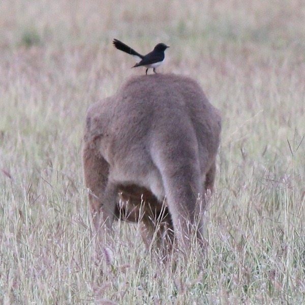 Eastern Grey Kangaroos | Project Noah