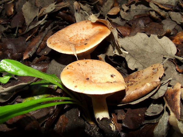 Yellowdrop Milkcap | Project Noah