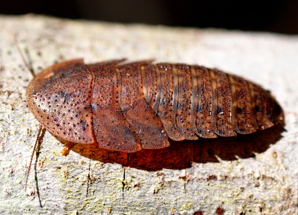 Bark Cockroach | Project Noah