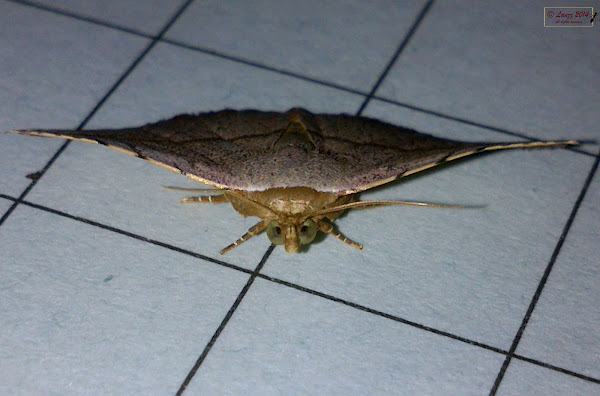 Erebid Moth | Project Noah