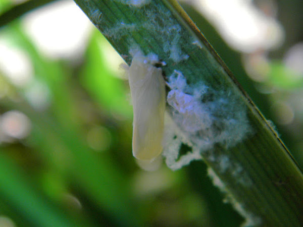 Flatid planthopper | Project Noah
