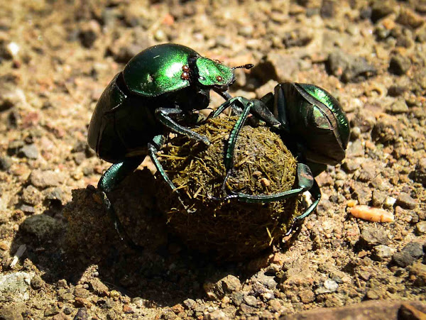 Green Dung beetle | Project Noah
