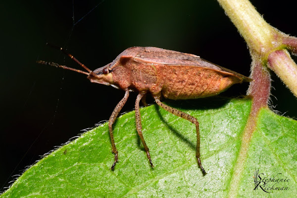 Brown Stink Bug | Project Noah