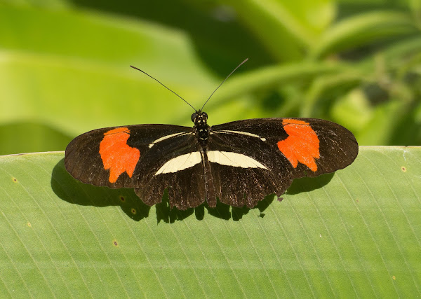 Erato Longwing | Project Noah