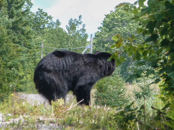 American black bear | Project Noah