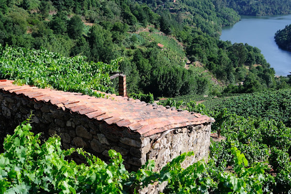 Grapevine | Project Noah