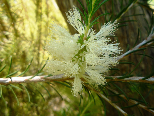 Swamp Paperbark | Project Noah