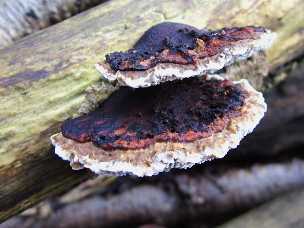 Blushing Bracket | Project Noah