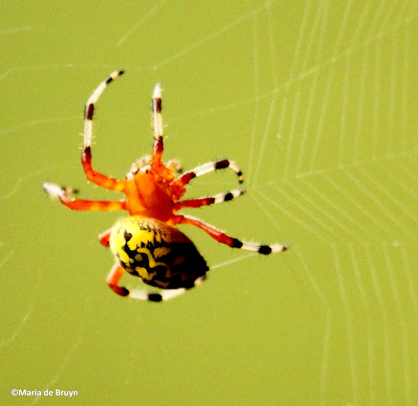 Marbled orbweaver showing spinneret | Project Noah