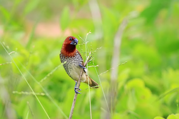 Scaly-breasted Munia | Project Noah