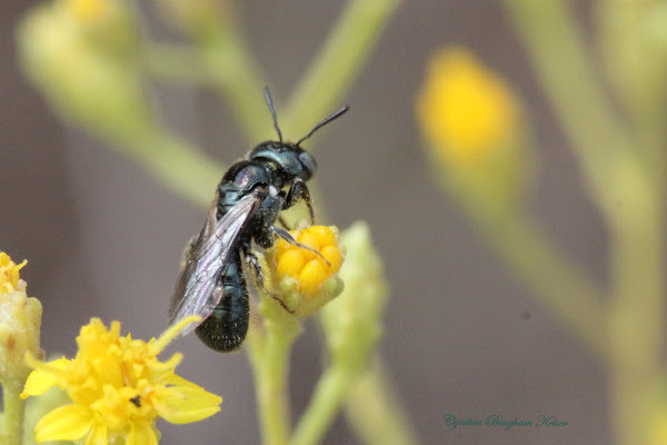 Small Carpenter Bee | Project Noah