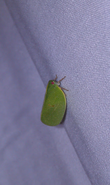 Plant hopper | Project Noah