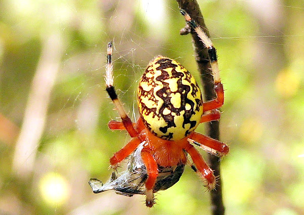 Marbled Orb Weaver Spider | Project Noah