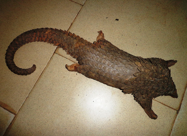 Tree pangolin | Project Noah