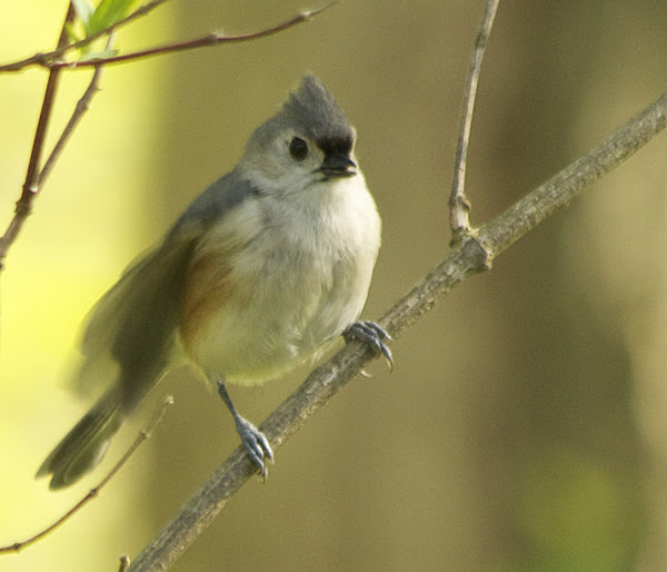 Tufted Titmouse | Project Noah