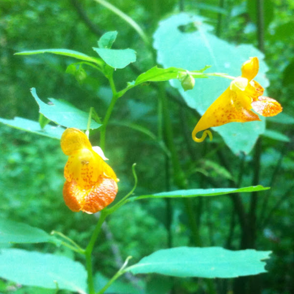 Spotted Jewelweed | Project Noah