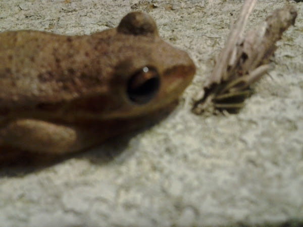Squirrel Treefrog | Project Noah