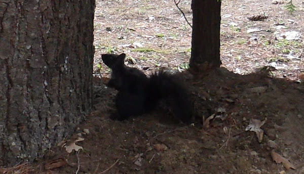 Black Squirrel | Project Noah