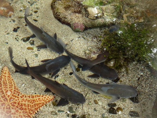 Catfish | Project Noah