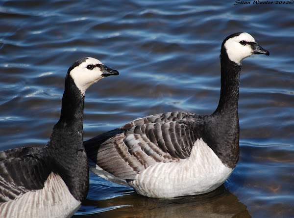 Barnacle Goose #1 | Project Noah