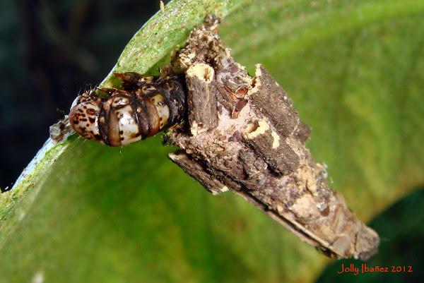 Case Moth Larva | Project Noah