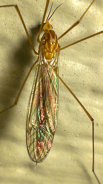 Crane Fly | Project Noah