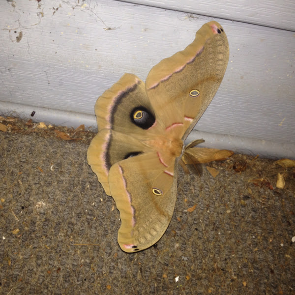 Polyphemus Moth | Project Noah