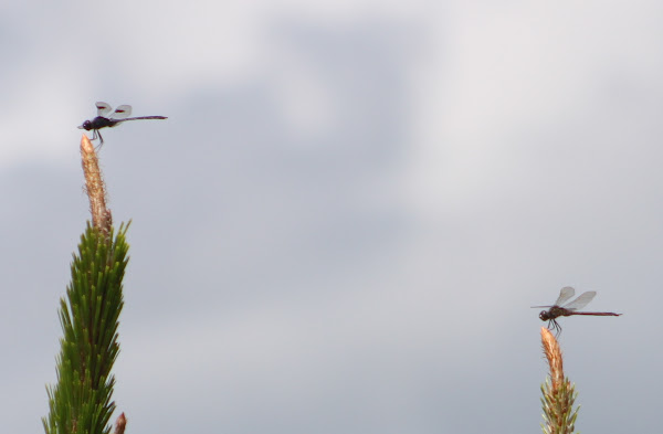 Four-spotted Pennant | Project Noah