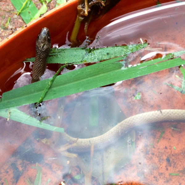 Rough Earth Snake | Project Noah