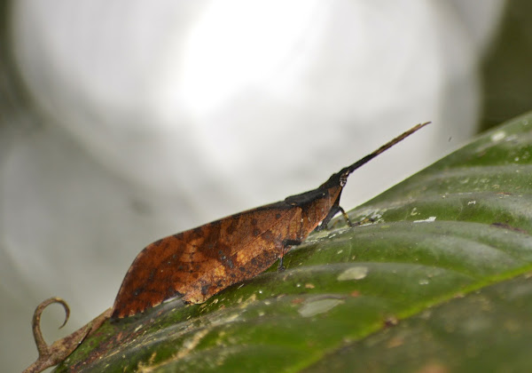 Leaf Grasshopper | Project Noah