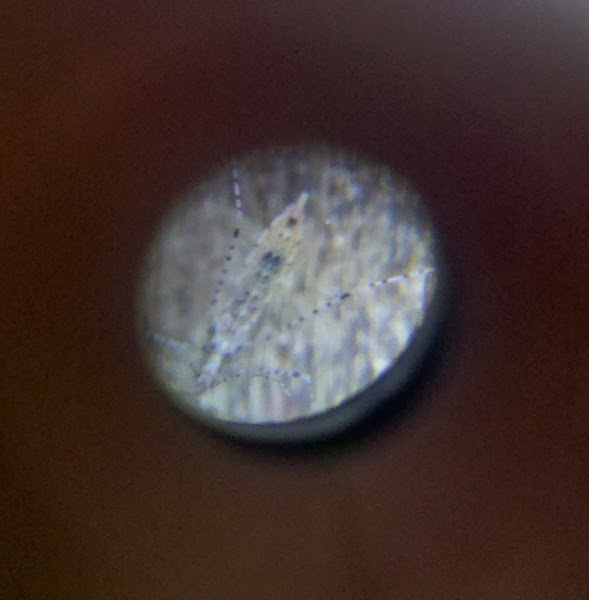 Thread-Legged Bug | Project Noah