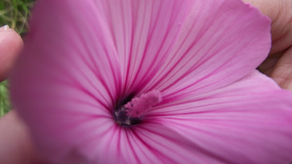 Royal mallow | Project Noah