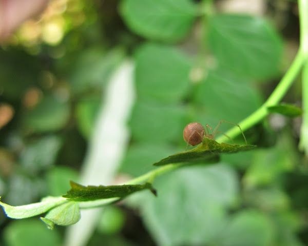 (Juvenile) Cobweb Spider | Project Noah