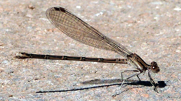 Dusky Dancer Damselfly | Project Noah