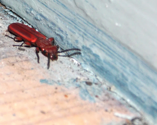 Flat Bark Beetle | Project Noah