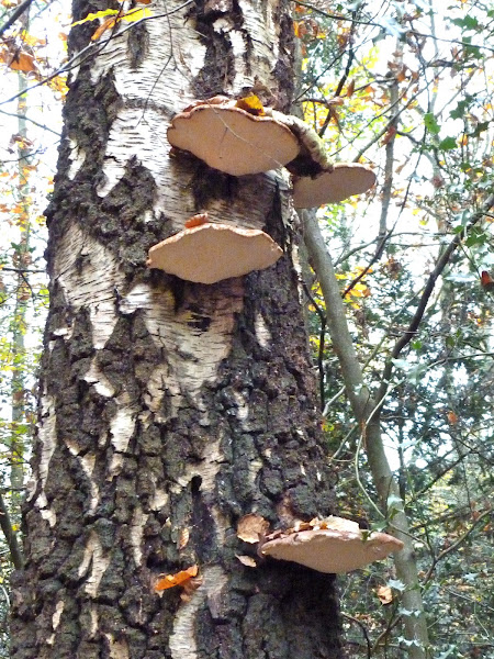 Birch polypore | Project Noah
