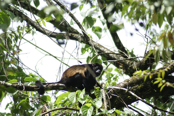 Howler monkey | Project Noah