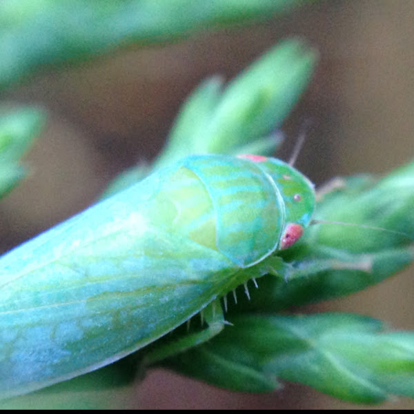 Leafhopper | Project Noah