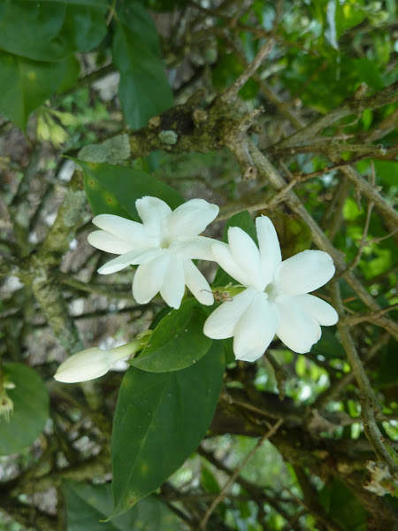 Jasmine | Project Noah