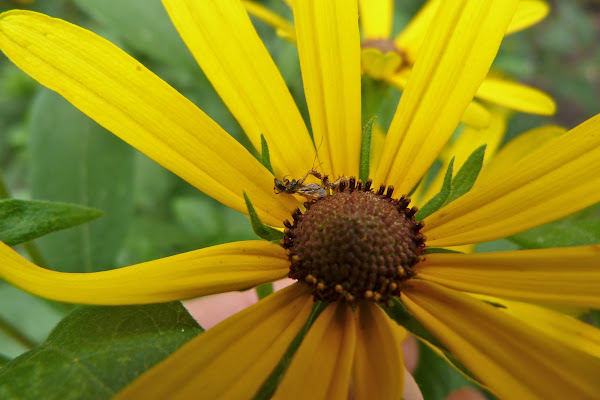Spiny assassin bug | Project Noah