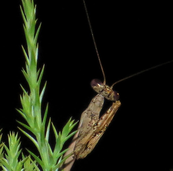 Praying Mantis | Project Noah