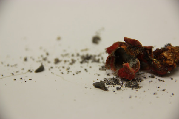 Sumac Leaf Gall | Project Noah