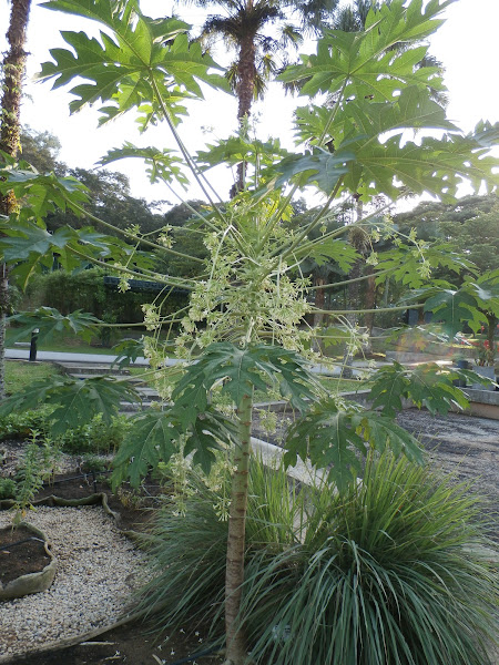 Male Papaya Plant | Project Noah