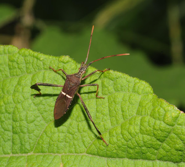 Eastern leaf-footed bug | Project Noah