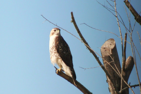 Red-tailed Hawk | Project Noah