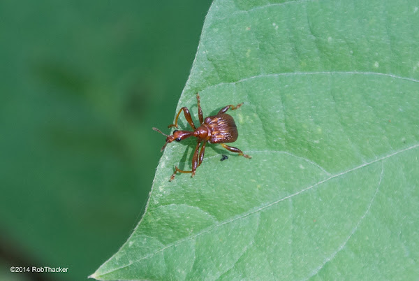 Leaf Rolling Weevil | Project Noah