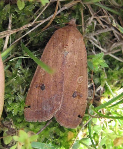 Large Yellow Underwing | Project Noah